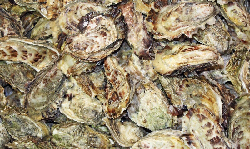 Fresh oysters stock image. Image of seasoning, oysters - 3300187