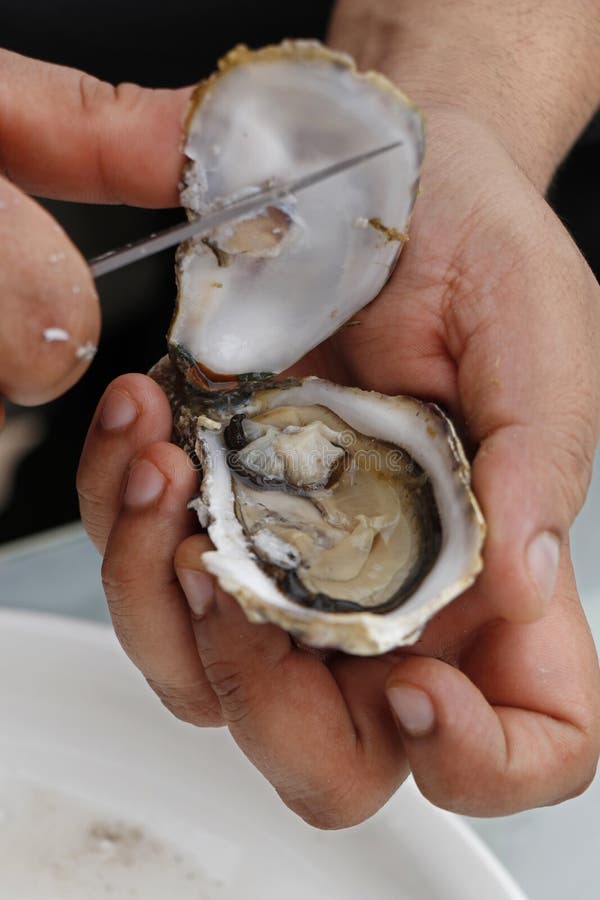 Fresh Oyster Shucking with Bare Hands, Live Shellfish Stock Image ...