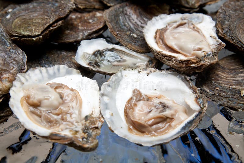Fresh oysters. stock image. Image of seafood, closeup - 17248151