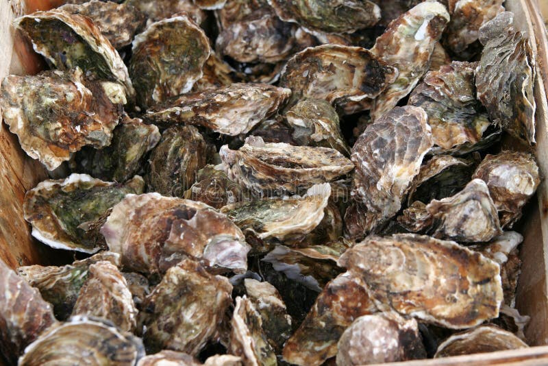 Fresh Oysters stock photo. Image of live, basket, maritime - 5278014