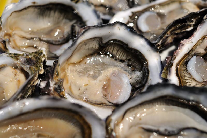 Fresh oysters stock image. Image of fresh, seafood, closeup - 9114041