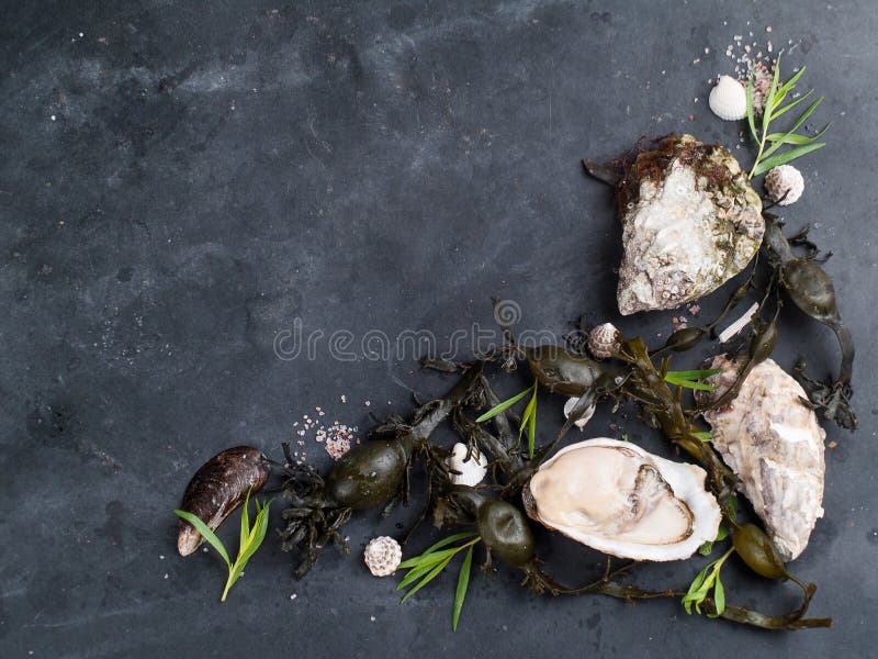 Fresh oysters stock photo. Image of background, gourmet - 55868464