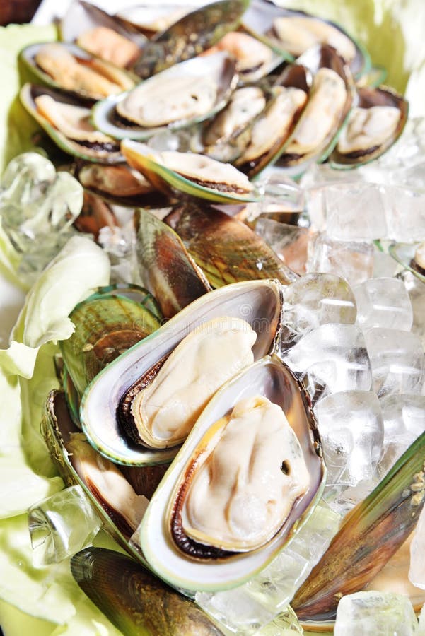 Fresh oysters on the ice stock photo. Image of freshness - 109795540