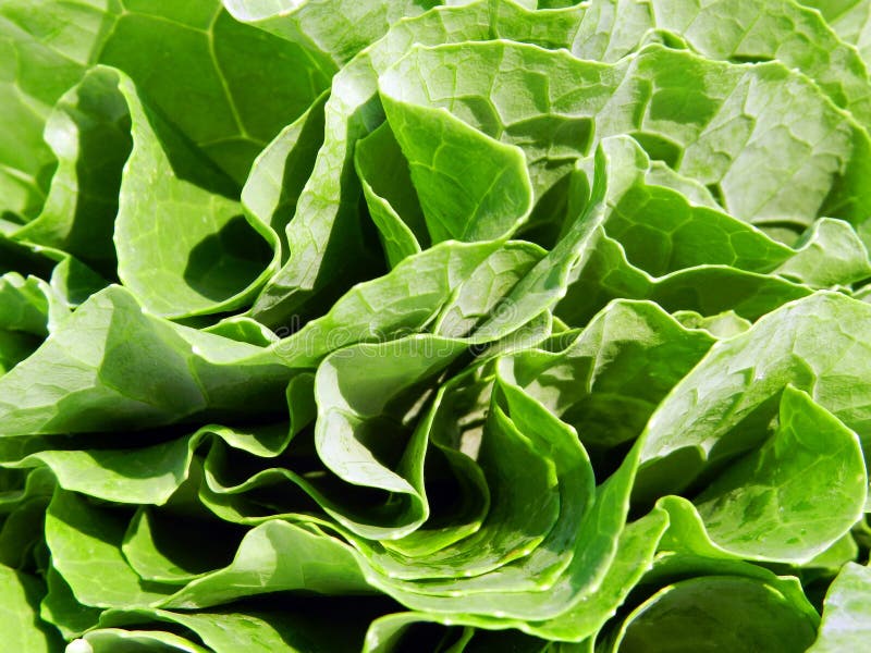 Manteiga Rama Stock Photos - Free & Royalty-Free Stock Photos from ...