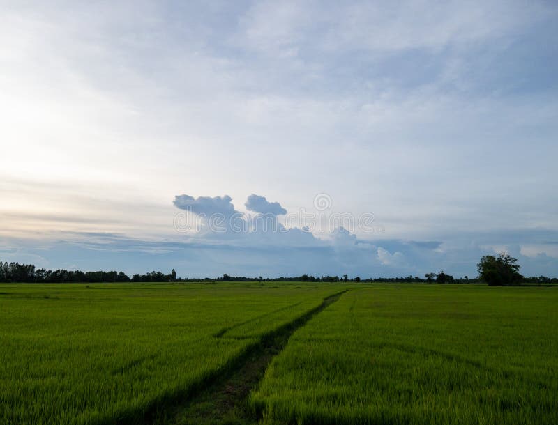 The Fresh Paddy Field with the Clouds Sky in the Evening Stock Photo ...