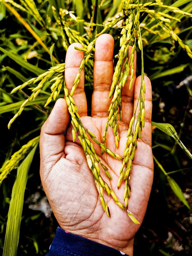 Fresh Paddy Grain on Hand Palm Flatlay View Stock Image - Image of view ...