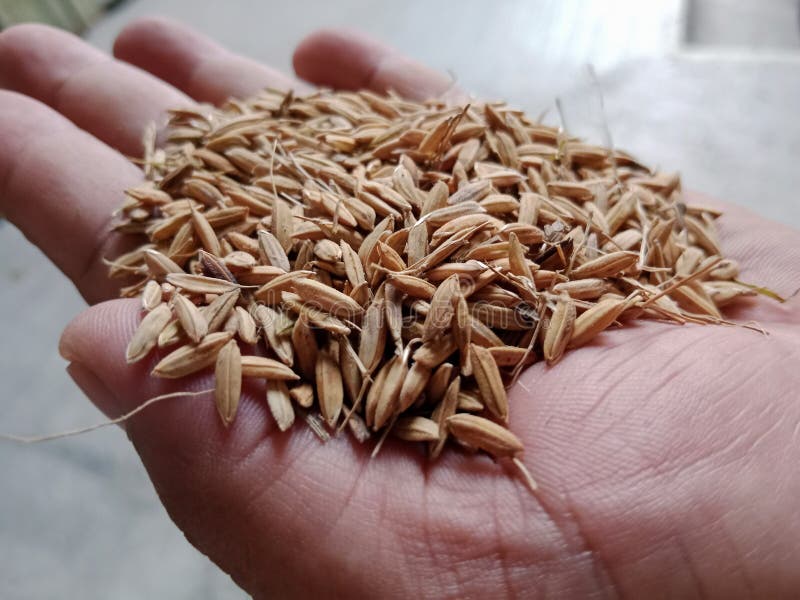 Fresh Paddy after Harvesting is Bright Yellow Stock Photo - Image of ...