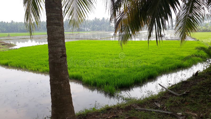 Fresh Paddy Rice Field in the Countryside of India Stock Image - Image ...