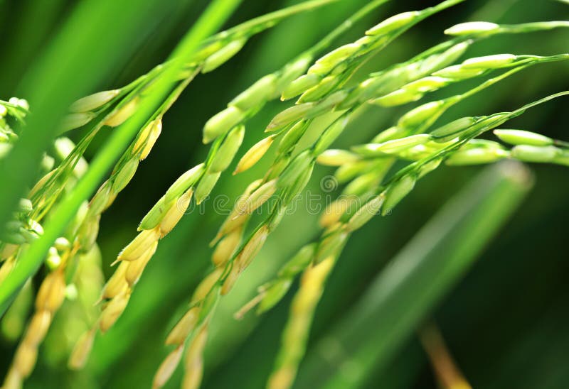 Fresh paddy rice plant stock photo. Image of asian, autumn - 38181078