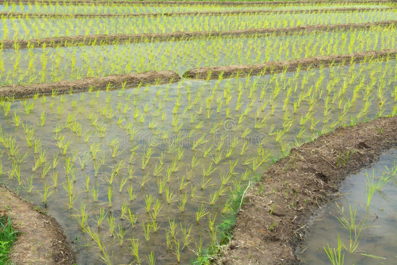 Fresh Paddy Rice before Planting on Ground Stock Photo - Image of ...