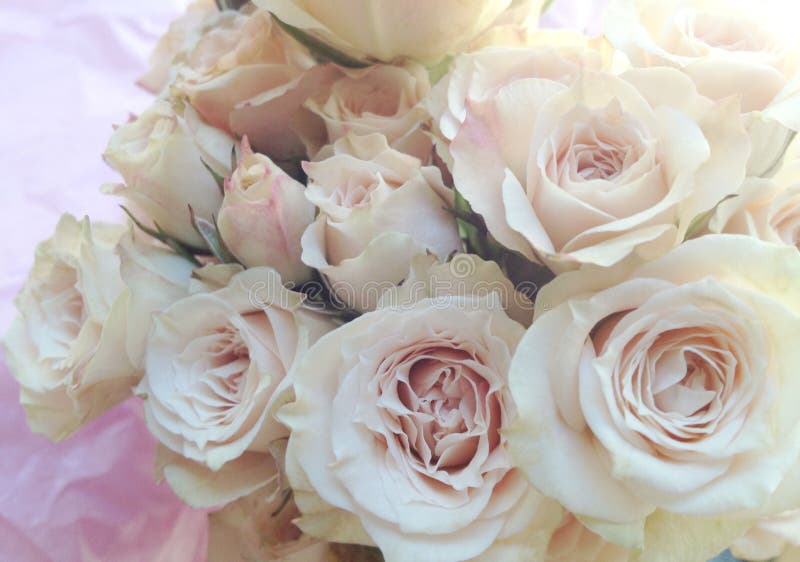 Fresh pink rose bouquet stock image. Image of petals - 29741257