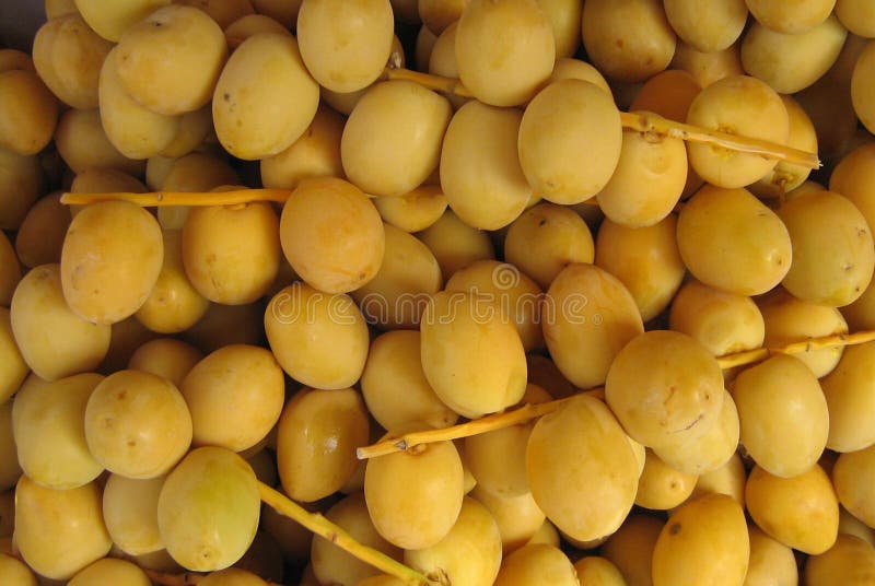 Fresh Palm Dates Tropical Fruit Stock Image - Image of product, market ...