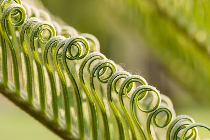 Fresh Palm Leaf, Abstract Green Background, Selective Focus Stock Photo ...