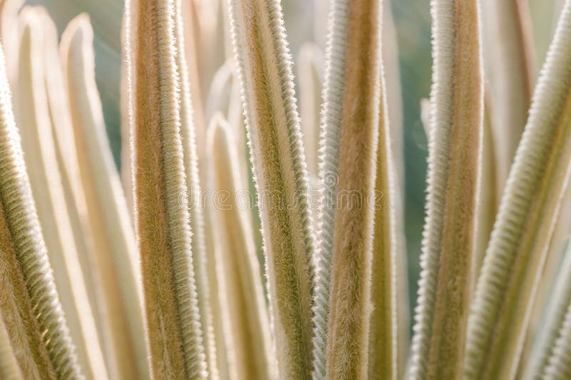 Fresh Palm Leaf, Abstract Green Background, Selective Focus Stock Photo ...