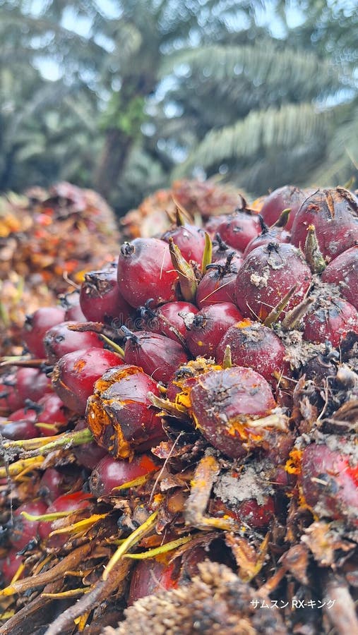 Fresh palm oil stock image. Image of nature, food, vegetable - 327747975