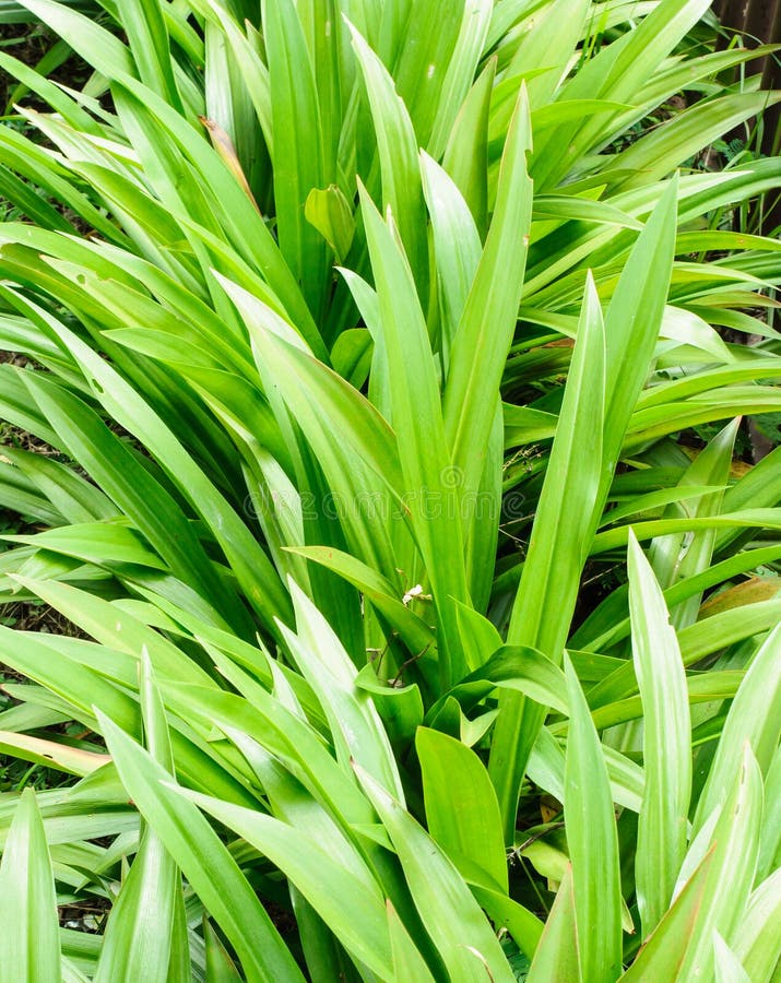 Fresh pandan farm stock image. Image of green, freshness - 28014003