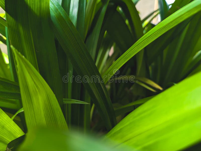 Pandan leaves stock photo. Image of aroma, pandan, leaves - 263133754