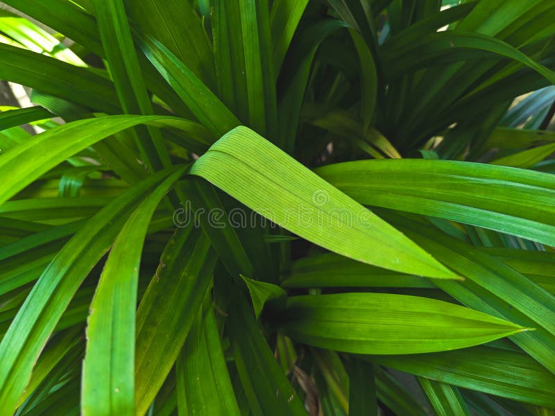 Pandan leaves stock photo. Image of aroma, pandan, leaves - 263133754