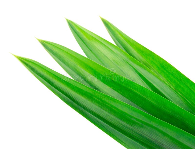 Fresh Pandan Leaves on White Background Stock Photo - Image of white ...