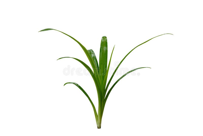 Pandan Tree Pandanus Amaryllifolius in Garden with Sunlight Stock Photo ...