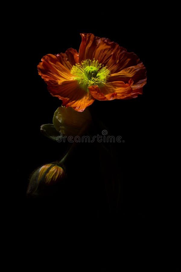 Poppy stems stock image. Image of circles, pods, texture - 1250745