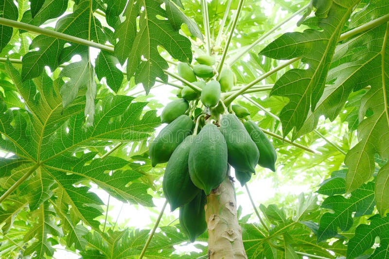 Fresh Papaya Fruits on Papaya Tree in the Garden. Stock Photo - Image ...
