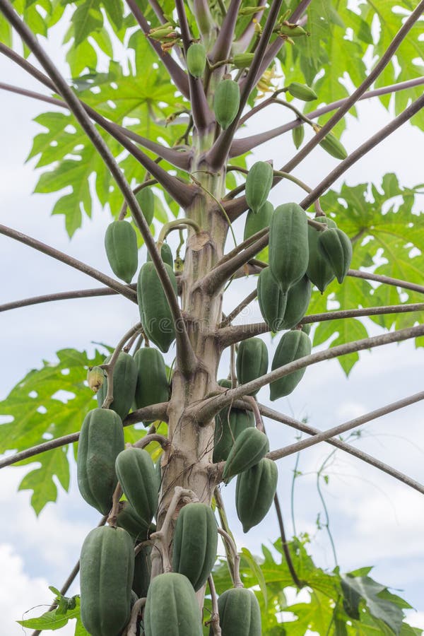 Fresh Papaya Tree with Bunch of Fruits Stock Image - Image of nature ...