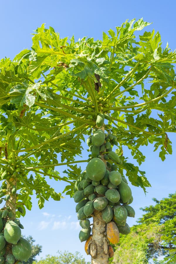 Fresh Papaya Tree with Bunch of Fruits. Stock Image - Image of gray ...