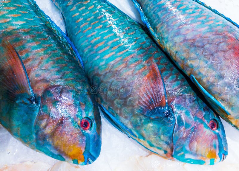 Fresh Parrot Fish at Market Stock Photo - Image of coral, fishmarket ...