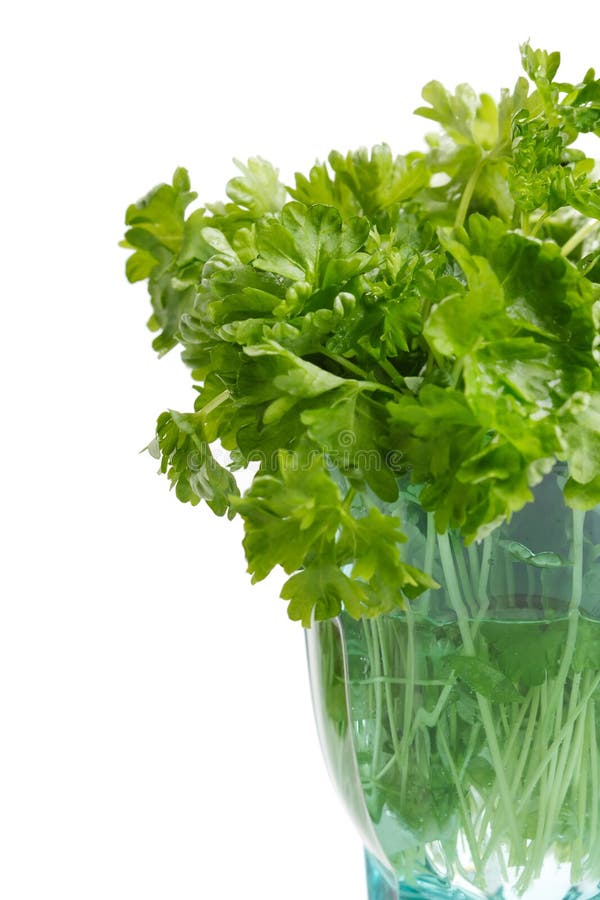 Fresh parsley stock photo. Image of healthy, aromatic - 14625010