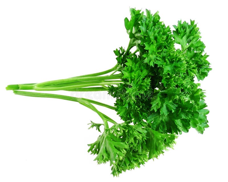 Fresh parsley stock image. Image of plant, freshness - 14672389