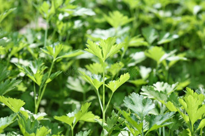 Fresh parsley stock photo. Image of nature, plant, vegetable - 15225344