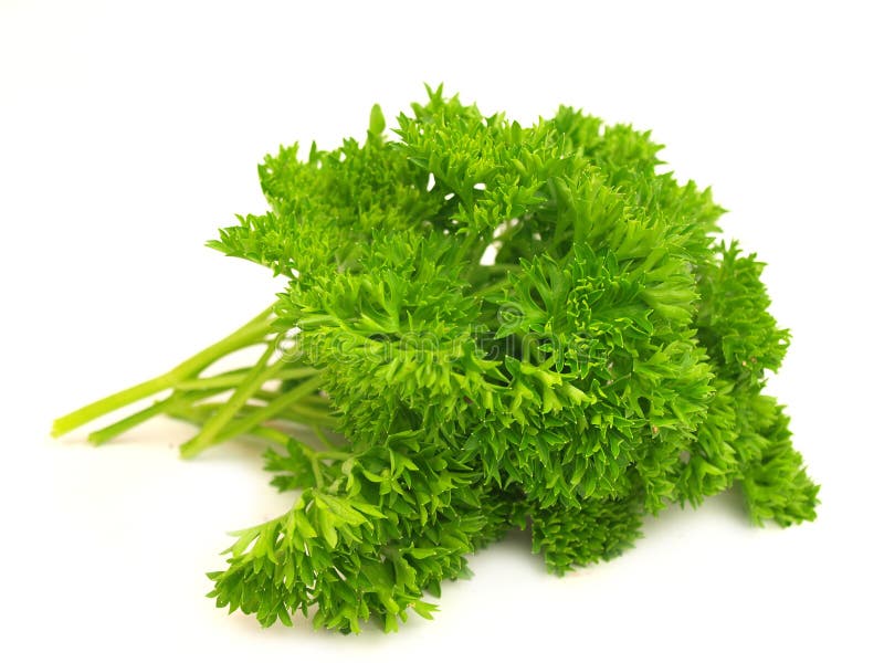 Herb Series Parsley stock image. Image of bundle, seasoning - 2247089