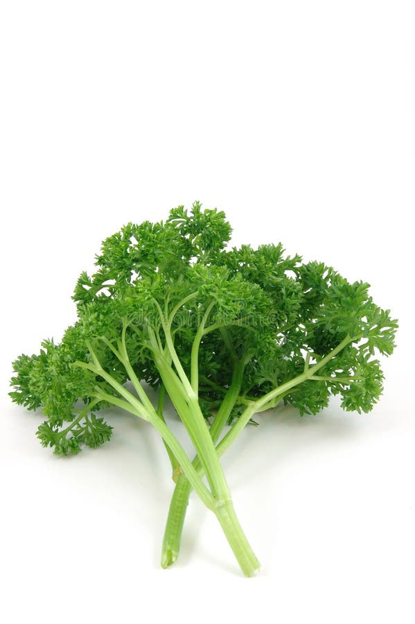 Fresh parsley in a jar stock image. Image of plant, fresh - 56819249