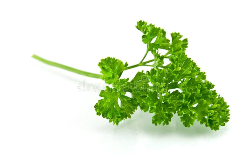 Fresh Parsley stock photo. Image of organic, green, diet - 28637416