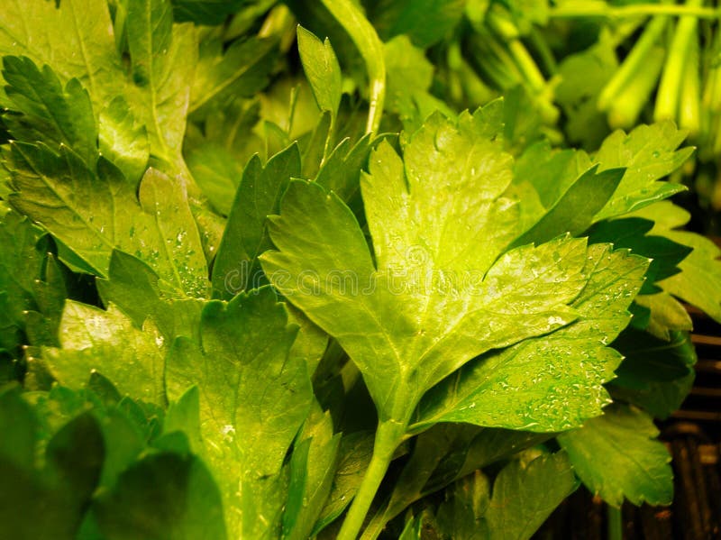 Fresh Parsley stock image. Image of leaf, italian, leaves - 4438337