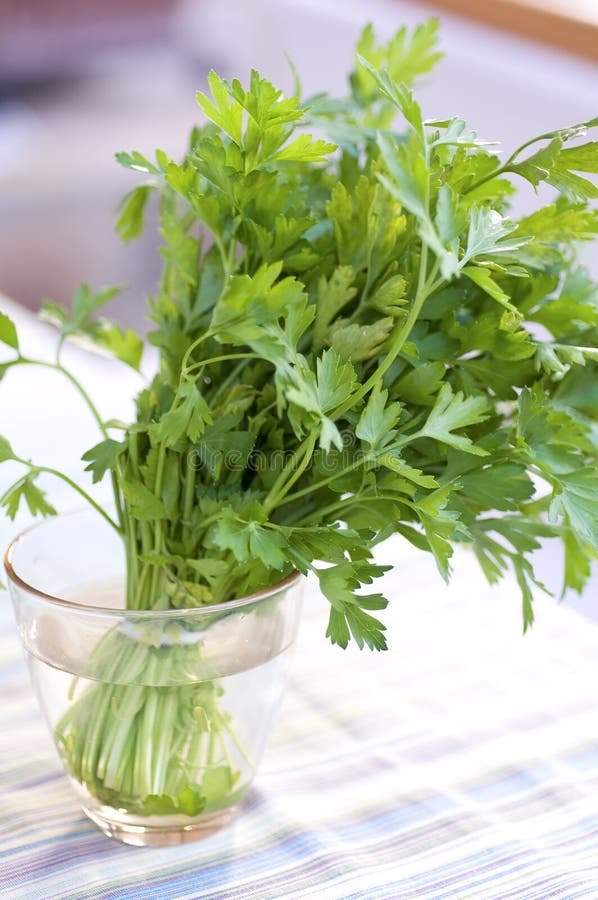 Fresh parsley stock image. Image of glass, leaf, vegetable - 6338473