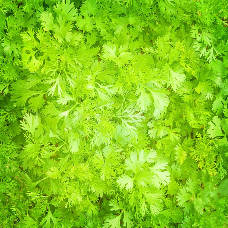Fresh parsley background stock photo. Image of floral - 38088866