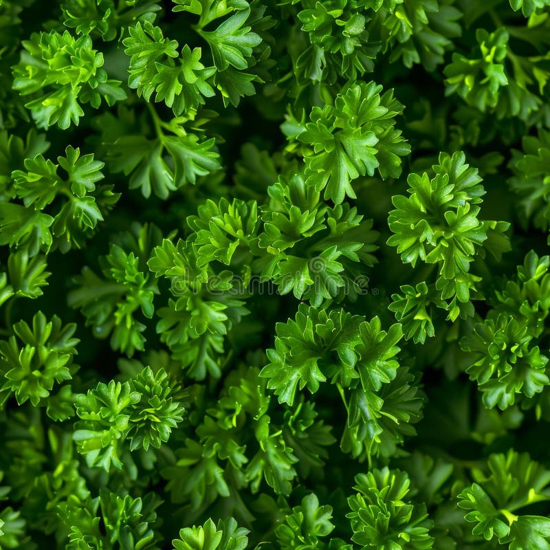 Fresh Parsley Background, Vibrant Green Parsley Leaves Texture ...