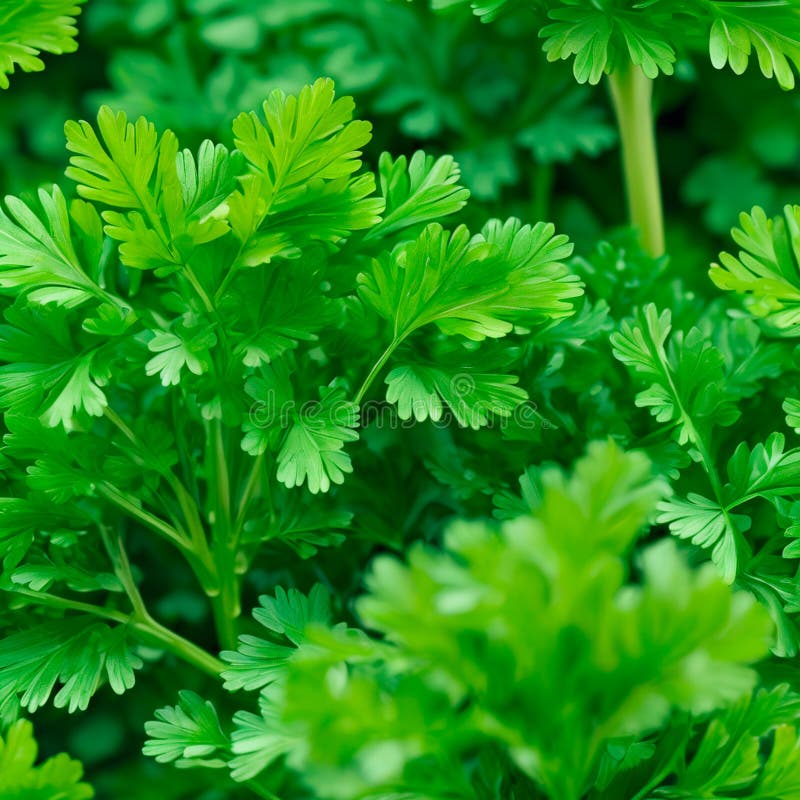 Fresh Parsley, Bunch, Digital Art Stock Illustration - Illustration of ...