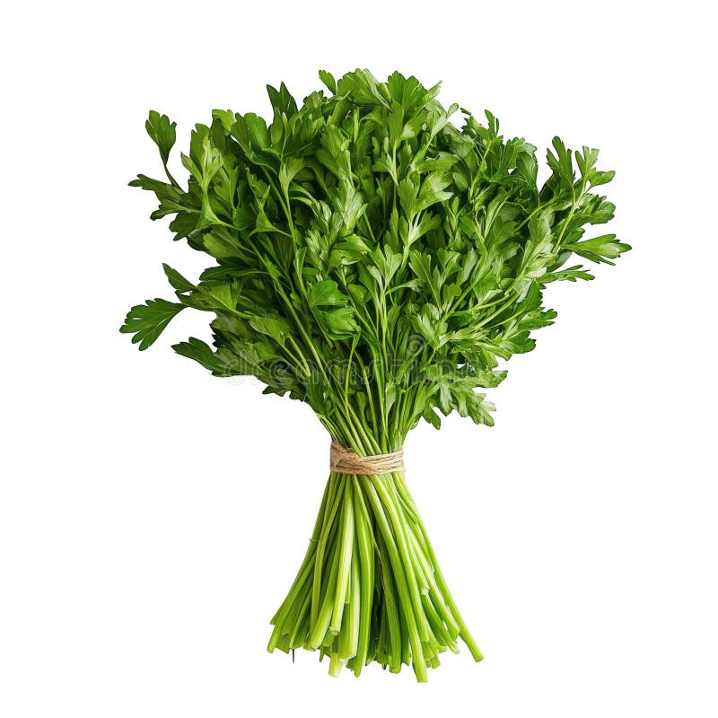 Fresh Parsley Bunch Green Herb Culinary Ingredient on Transparent ...