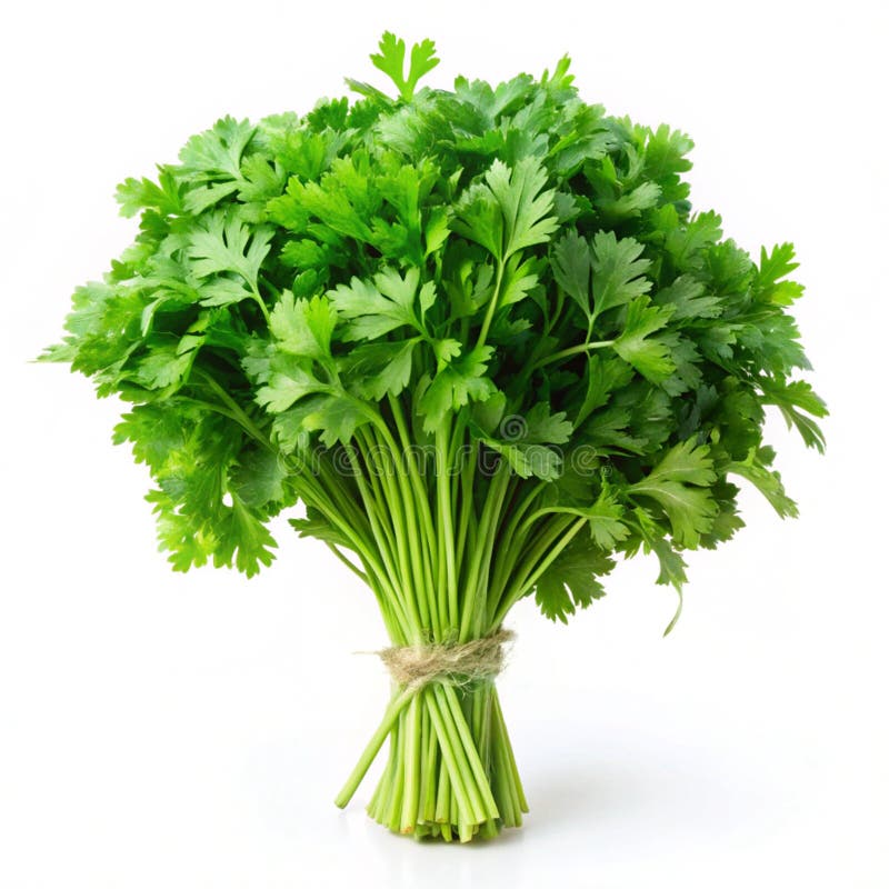 Fresh Parsley Bunch Isolated on White Stock Illustration - Illustration ...