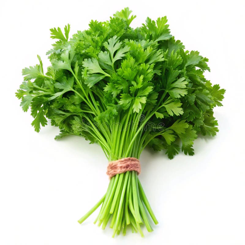 Fresh Parsley Bunch Isolated on White Stock Illustration - Illustration ...