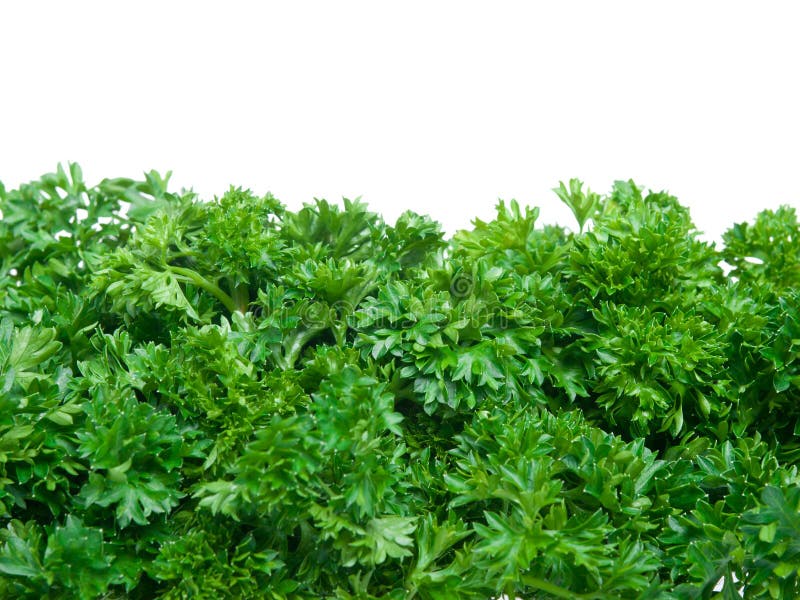 Fresh Parsley Bunch Wallpaper Stock Photo - Image of food, eating: 16103544