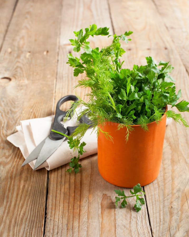 Holy Basil in the cup stock photo. Image of medicine - 36595856