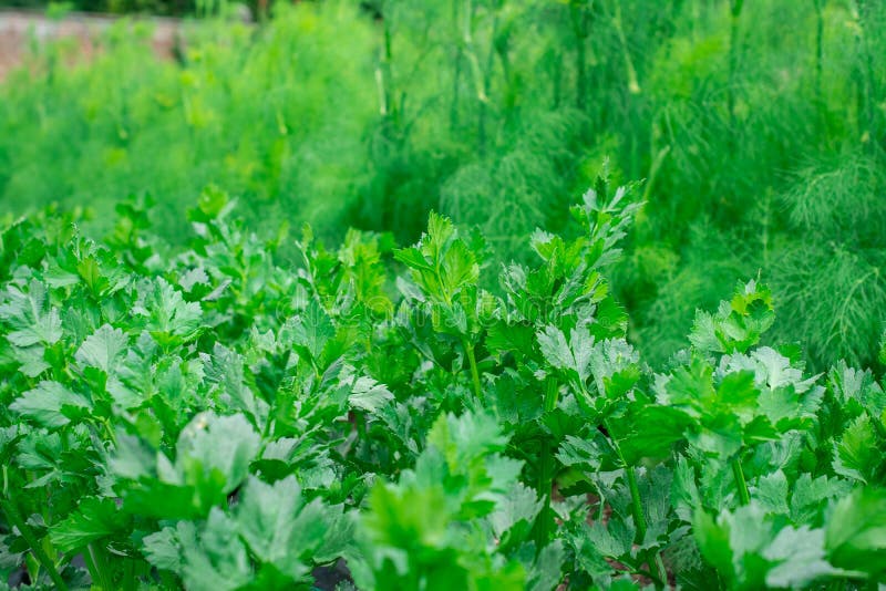 Fresh Parsley and Dill on Ground Close-up in Garden Stock Image - Image ...
