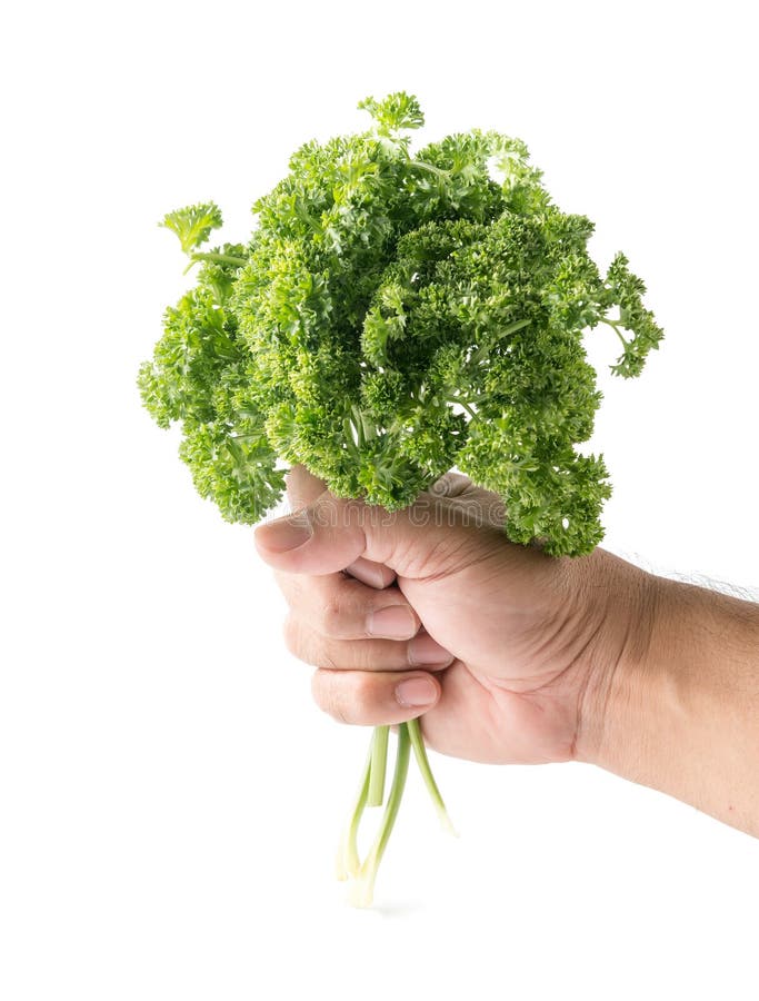 Fresh parsley in hand man. stock photo. Image of fragrant - 66541258