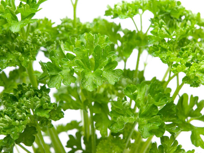 Fresh Parsley Isolated on White Stock Photo - Image of parsley ...