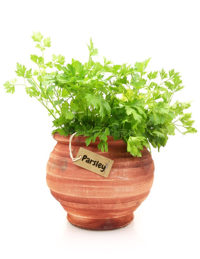 Fresh parsley plant stock photo. Image of isolated, botanical - 43309048