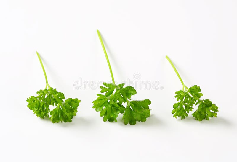 Parsley sprigs stock photo. Image of bunch, parsley, aromatic - 22617492